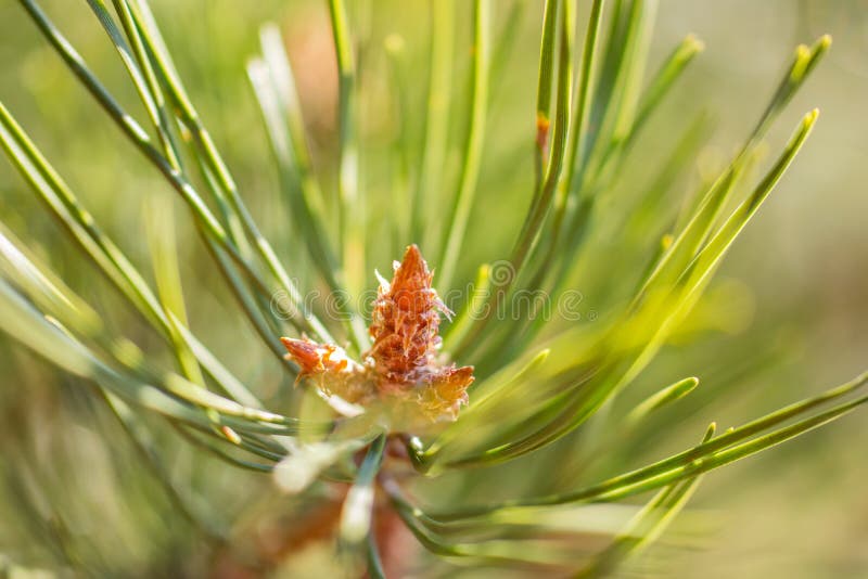 Young Pine Buds on a Sunny Day in Early Spring Close Up. Stock Image ...