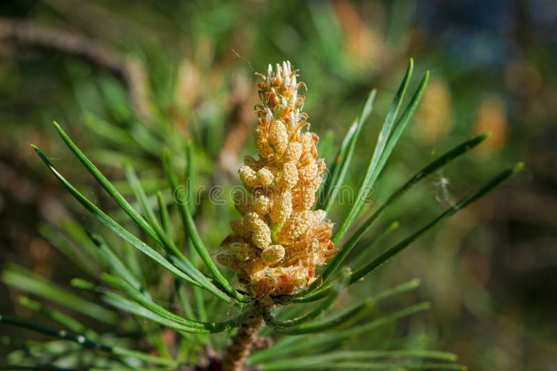 Young Pine Buds in Spring. Pinus Mugo, Dwarf Mountain Pine, Mugo Pine ...