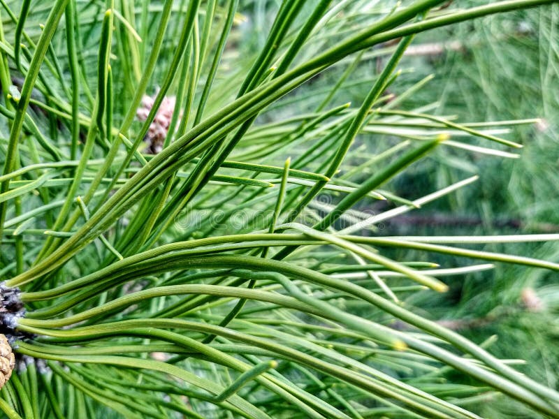 Young Pine Buds in Spring. Pinus Mugo, Dwarf Mountain Pine, Mugo Pine ...