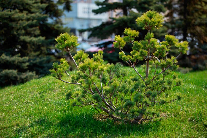 Young pine bush stock photo. Image of bush, stems, pine - 147674316