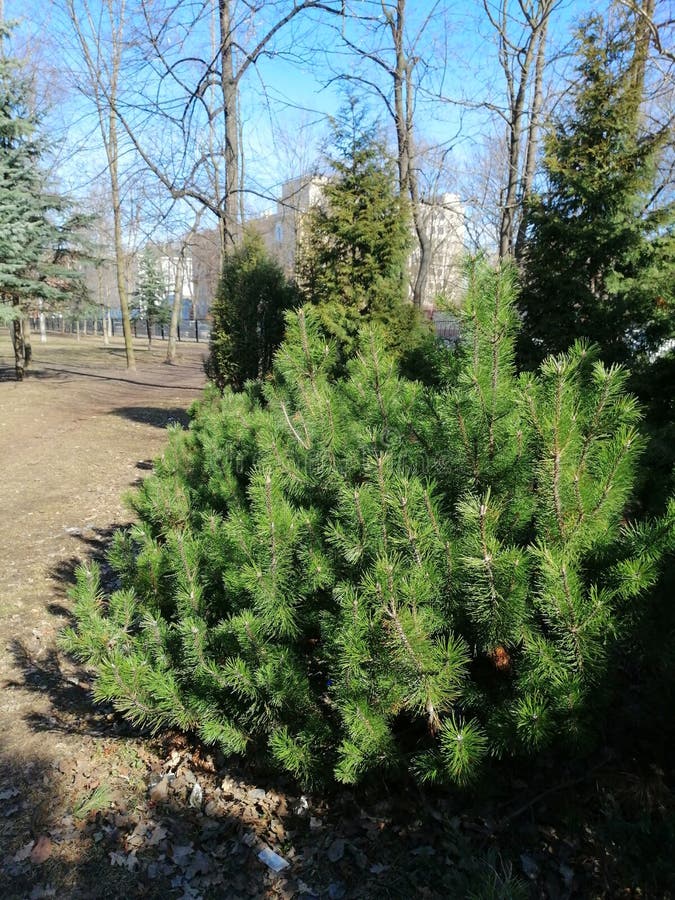 Pine bushes in the Park stock photo. Image of tree, path - 144973098