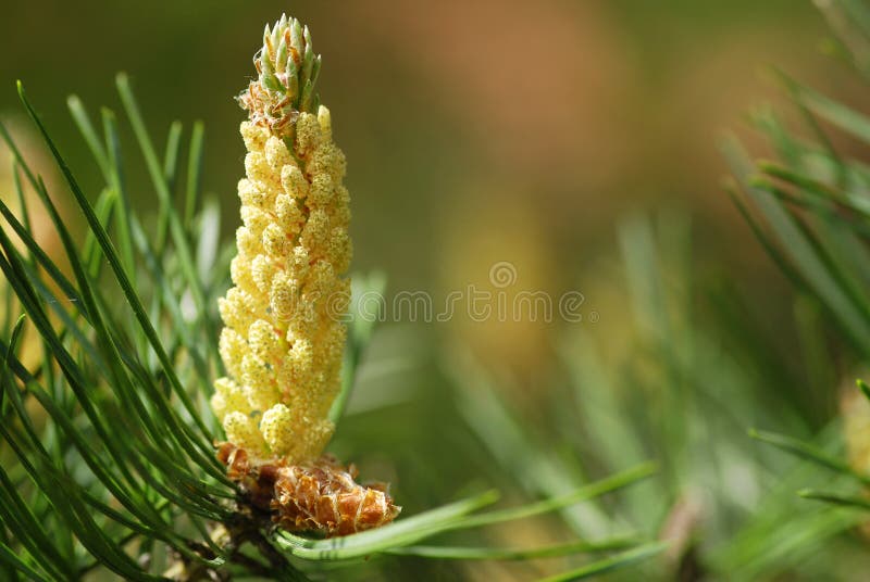 Pine Pollen Cone stock image. Image of gould, green, evergreen - 30264899