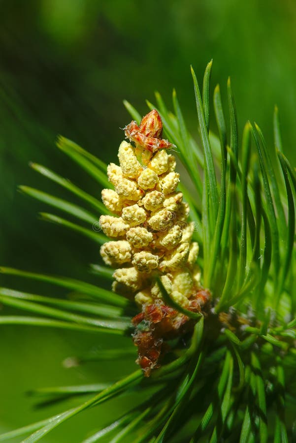 Young pinecone sprout stock photo. Image of beauty, closeup - 149648118