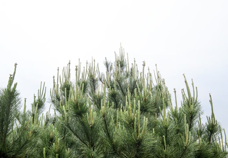 Young Pine Cones Barely Beginning To Form on a Tree Stock Photo - Image ...