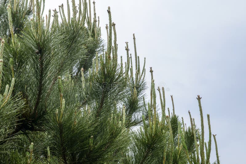 Young Pine Cones Barely Beginning To Form on a Tree Stock Image - Image ...