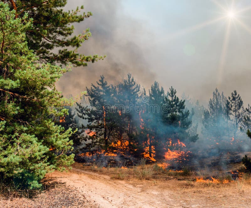 Young Pine in Flames of Fire. Forest Fire Stock Photo - Image of crown ...