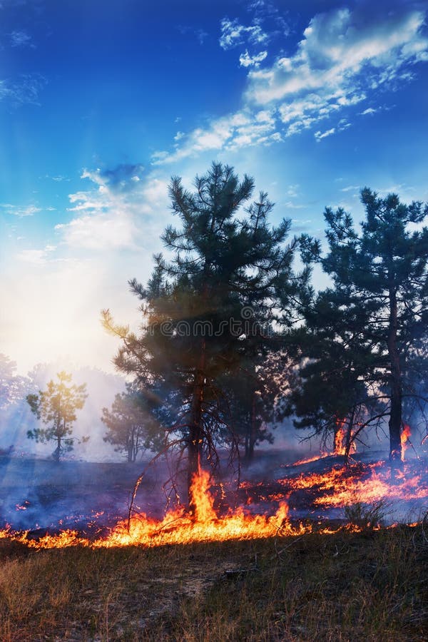 Young Pine in Flames of Fire. Forest Fire Stock Photo - Image of ...
