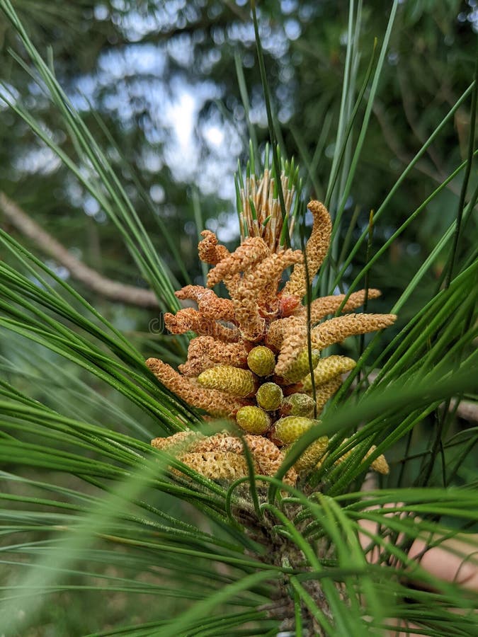 Young Pine Flowers Pollinate Stock Photo - Image of flowers, young ...
