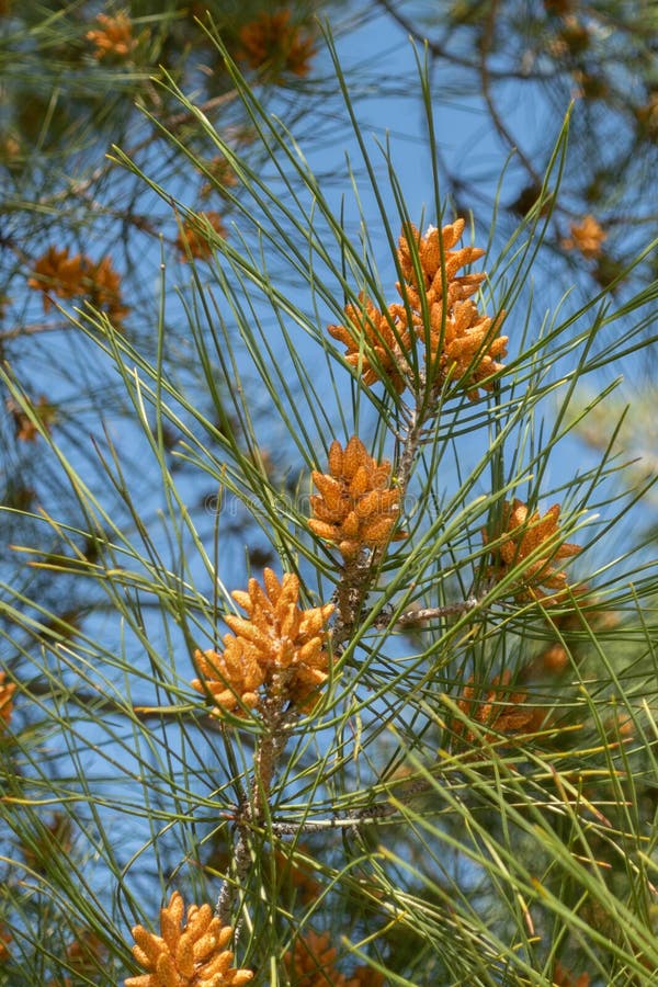 Young Pine Male Cones of a Pine Tree Stock Image - Image of bright ...