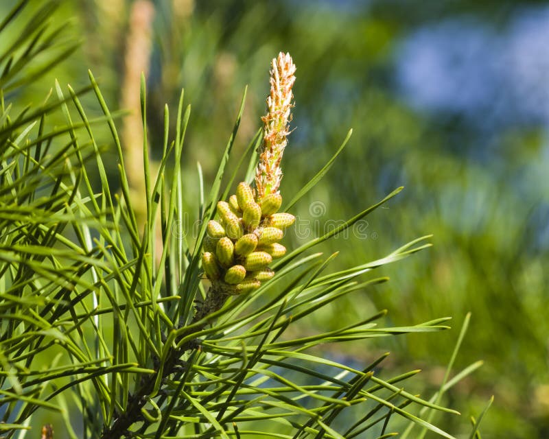 Pine tree pollen texture stock photo. Image of nature - 14400944