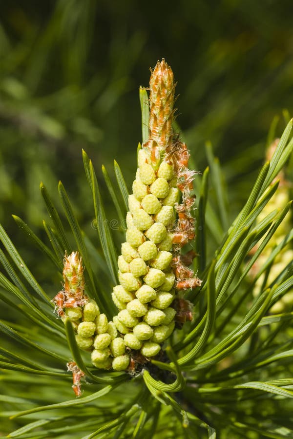 Young Pine, Pinus, Pollen Strobili and Shoots Macro, Selective Focus ...