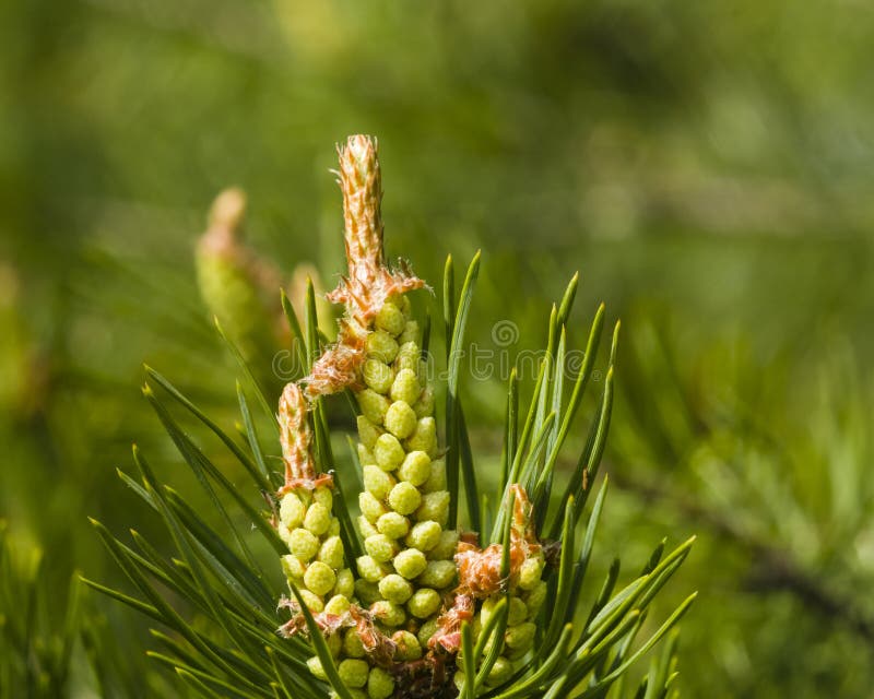 Young Pine, Pinus, Pollen Strobili and Shoots Macro, Selective Focus ...