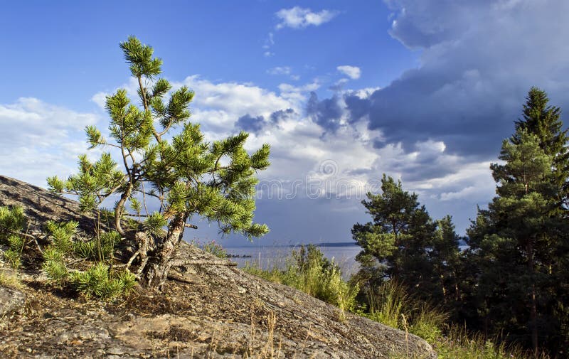 A young pine on a rock stock photo. Image of roots, lake - 25713432