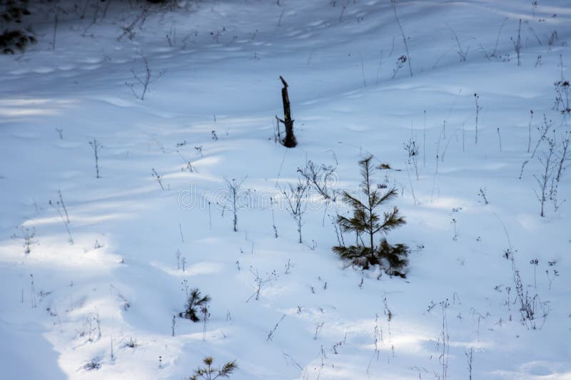 Larger Broken Branch Stock Photos - Free & Royalty-Free Stock Photos ...