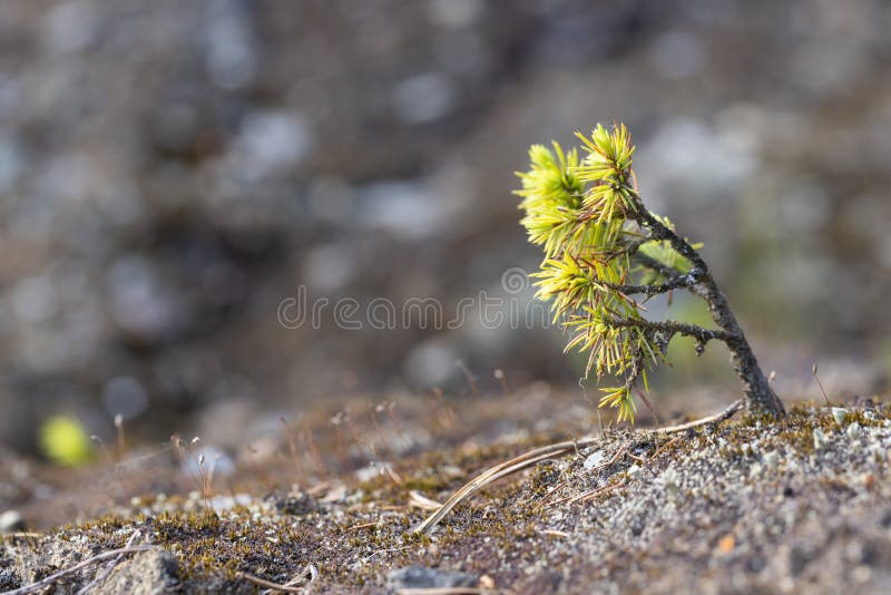 Young Pine Seedling Growing on the Ground in Springtime Stock Photo ...