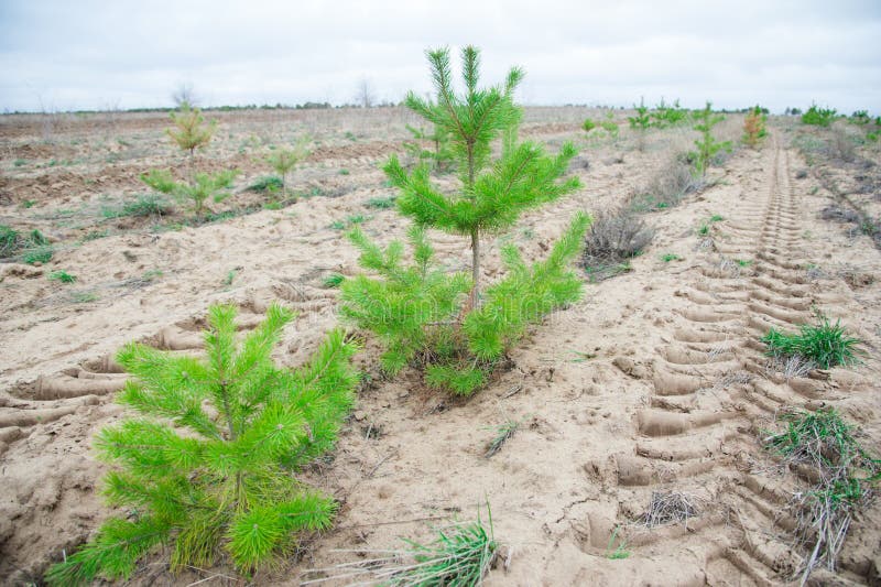 Young Pine Seedlings. Planting a Forest Stock Photo - Image of fresh ...
