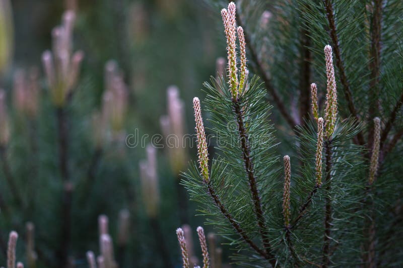 Young Pine Shoots Awakening in Spring Greenery Stock Image - Image of ...