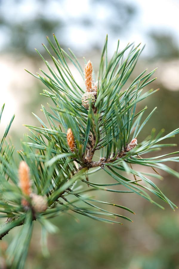 Young Pine Shoots stock image. Image of green, pine, sprout - 80799497