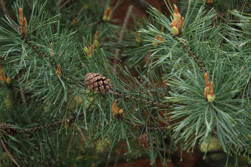 Small Scaled Cones Stock Photos - Free & Royalty-Free Stock Photos from ...