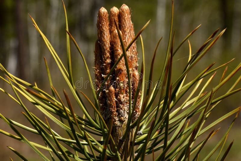 Young pine shoots stock photo. Image of buds, botany - 148042966