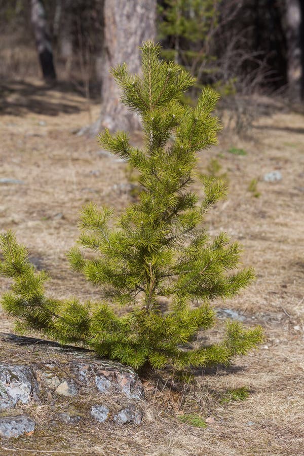 Young Pine. Small Lonely Pine Tree Stock Image - Image of leaf, ecology ...