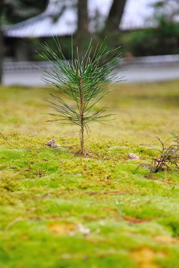 Young Pine Sprouting during Spring Stock Photo - Image of grow, natural ...