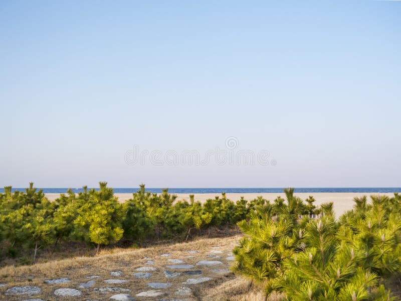 Young Pine Thicket in Yangyang City Stock Image - Image of plant ...