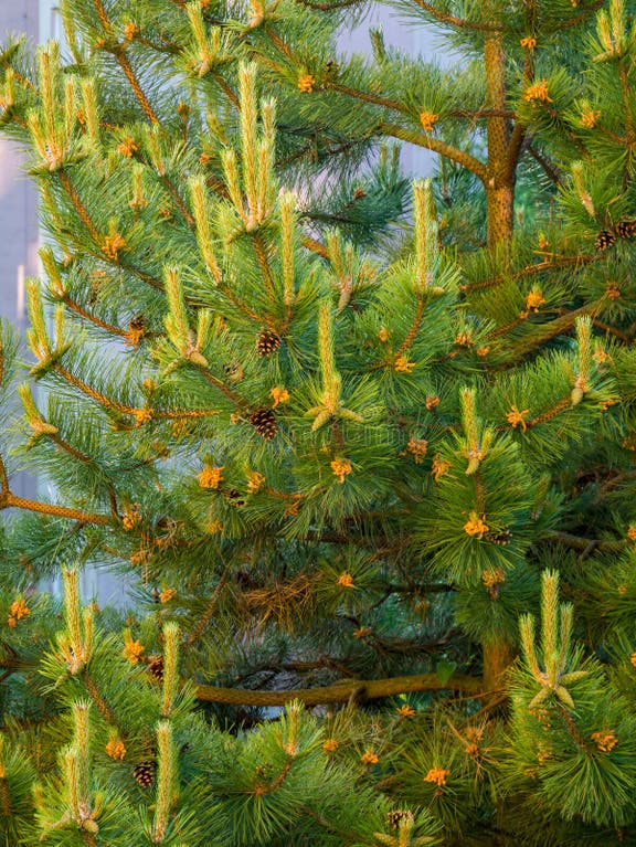 Young Pine Tips with New and Old Pine Cones Stock Image - Image of ...