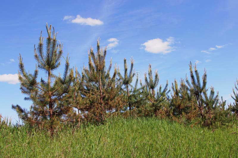 Young pine tree stock photo. Image of park, pine, wood - 29109872