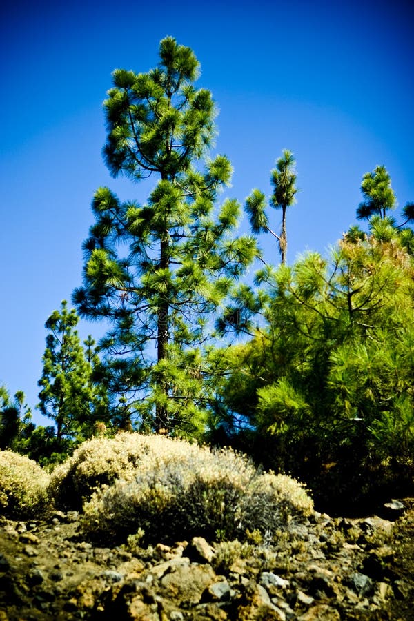 Young Pine Tree Growing on Stump in Forest Stock Photo - Image of germ ...