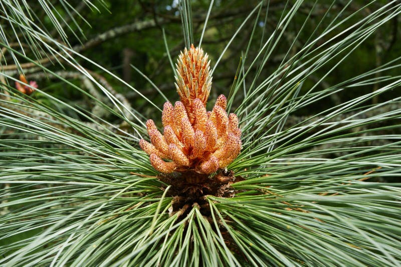 Young Pine Tree Background Uses Mexican Blue Stock Photos - Free & Royalty-Free Stock Photos ...