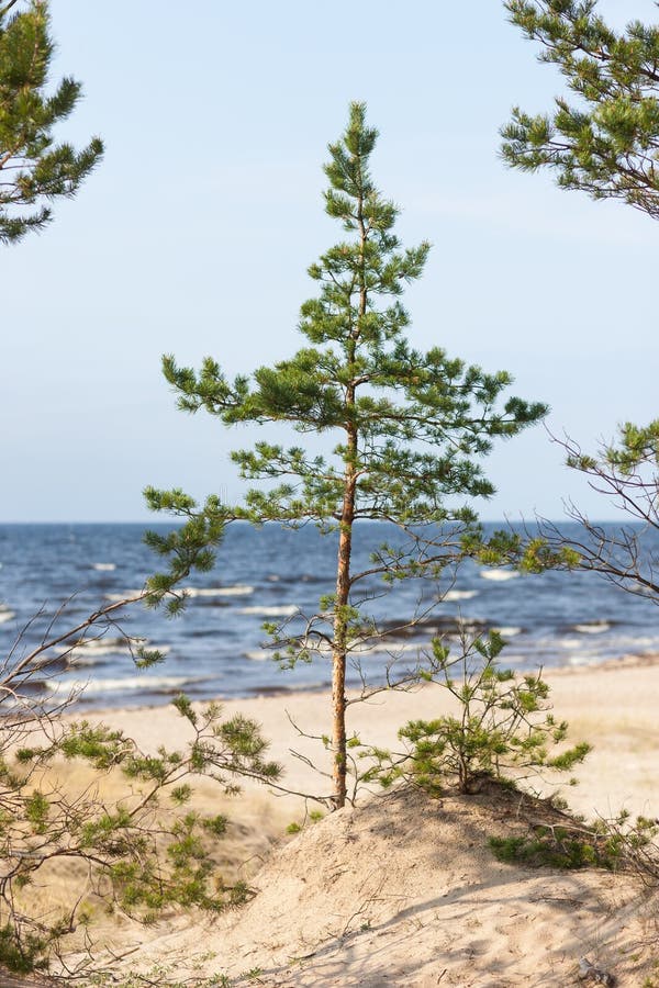 Young Pine Tree on the Beach by the Sea in Autumn Stock Image - Image ...