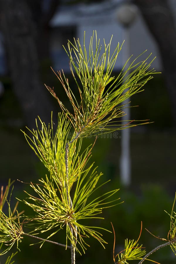 Young Pine Tree on the Lawn in the Park Stock Image - Image of plants ...