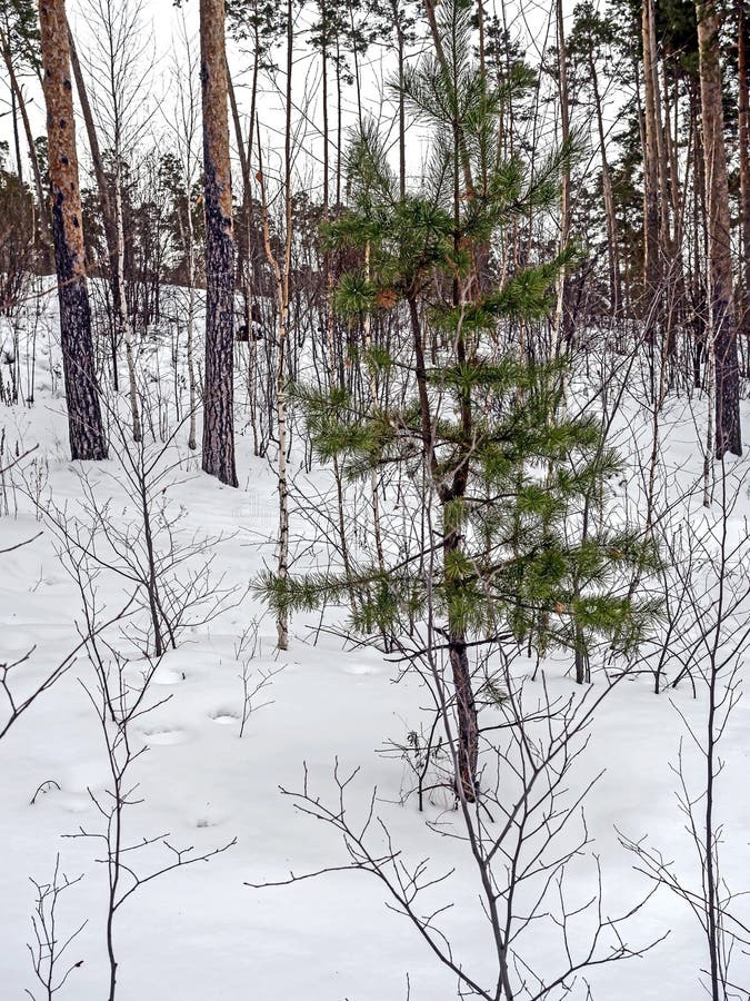 A Young Pine Tree in Fluffy Snow Stock Photo - Image of frosty, white ...