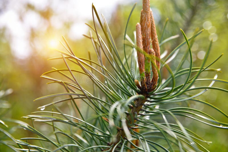 Young Pine Tree in the Forest Stock Image - Image of pine, decorative ...