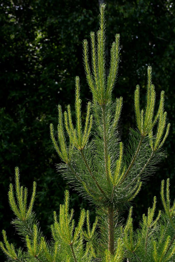 Young pine tree stock photo. Image of pine, grow, green - 150454056