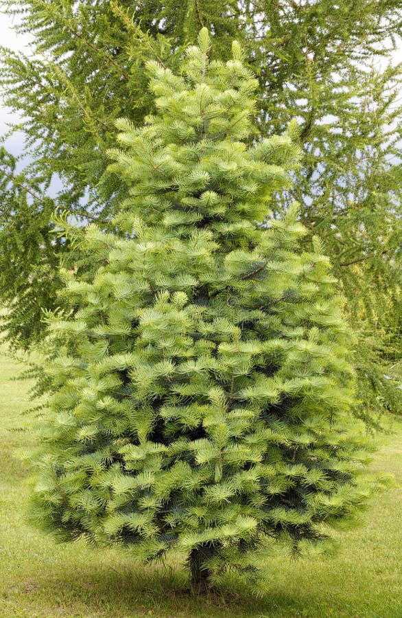 Young pine tree. stock photo. Image of spring, plant - 40751784