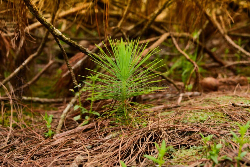 The young pine tree. stock image. Image of natural, park - 128803975