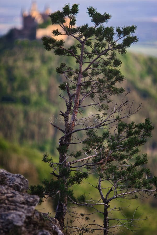 Young Pine Tree Growing in the Forest Stock Photo - Image of botany ...