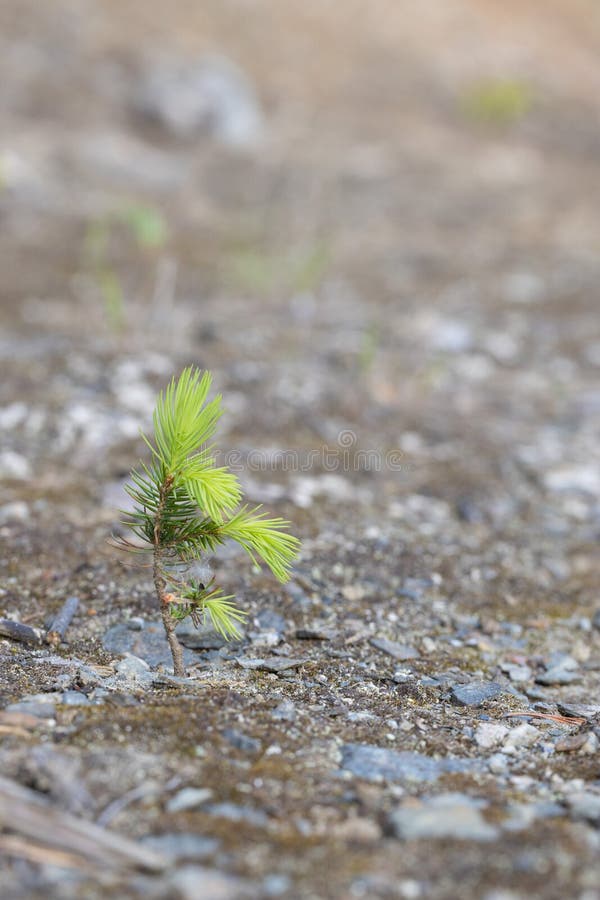 Young Pine Tree Growing on the Ground Stock Image - Image of flora ...