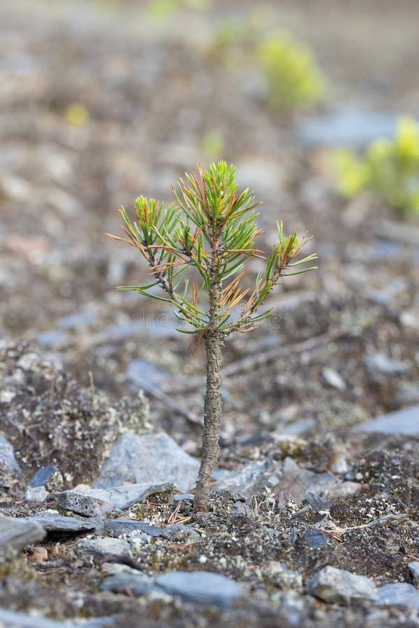 Young Pine Tree Growing on the Ground in the Forest Stock Photo - Image ...