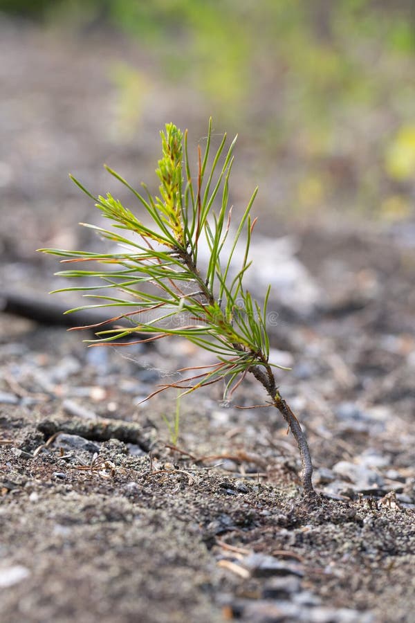 Young Pine Tree Growing on the Ground Stock Image - Image of lichen ...