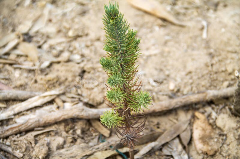 Young Pine Tree Growing. Nature Conservation Stock Photo - Image of ...