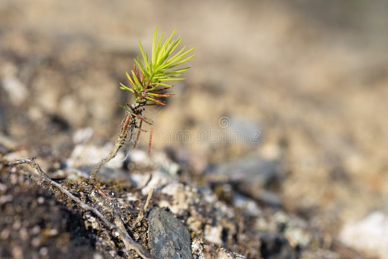 Young Pine Tree Growing on a Rock Stock Image - Image of alone, spring ...