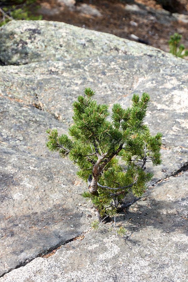 A Young Pine Tree Growing on a Rock Stock Image - Image of branch ...