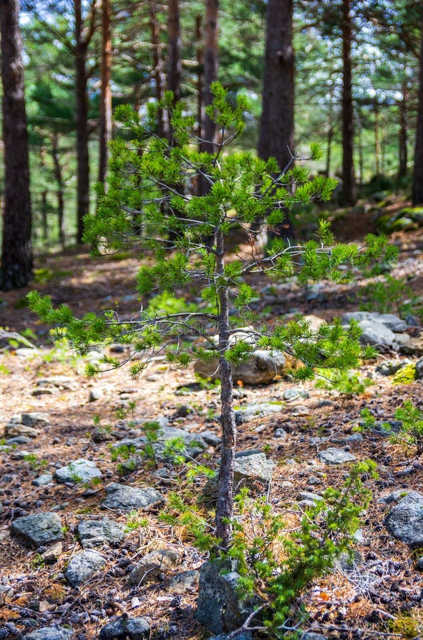 Young Pine Tree Growing between the Rocks of a Forest Stock Photo ...