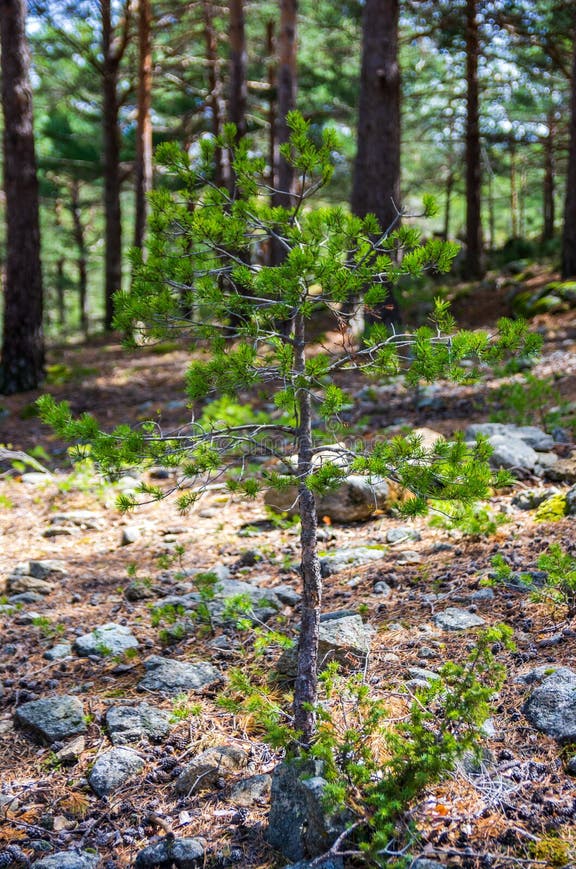 Young Pine Tree Growing between the Rocks of a Forest Stock Photo ...