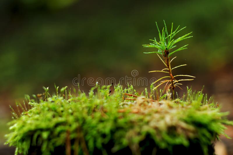 Young Pine Tree Growing on Stump in Forest Stock Photo - Image of germ ...