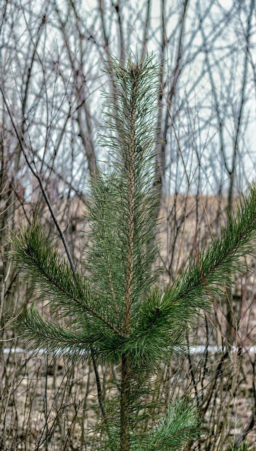 A Young Pine Tree Grows among the Bushes Stock Photo - Image of ...