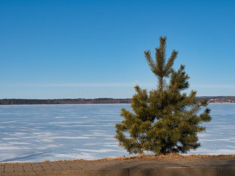 Young Pine Tree by the Lake in Spring Stock Photo - Image of green ...